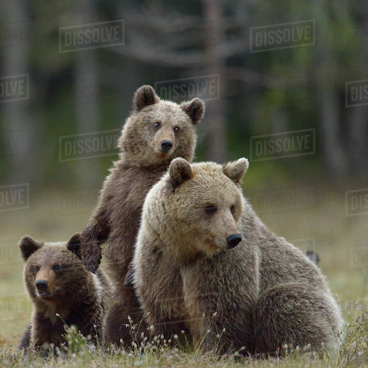 European brown bear (Ursus arctos arctos) mother and young, Lapland ...