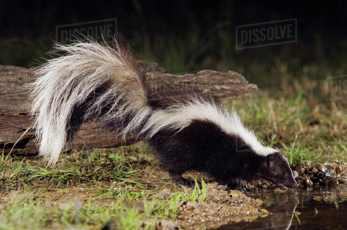 Striped Skunk, Mephitis mephitis, adult at night drinking, Uvalde ...