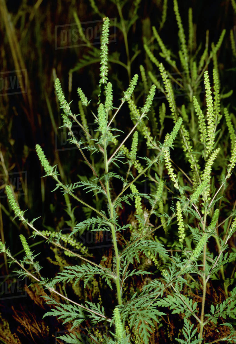 Agriculture - Weeds, Common Ragweed (Ambrosia artemisiifolia) aka ...